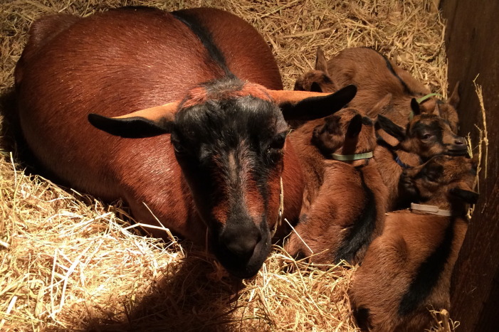Miniature Goat Breeds: What Exactly Makes a Goat Miniature? - Goat Journal